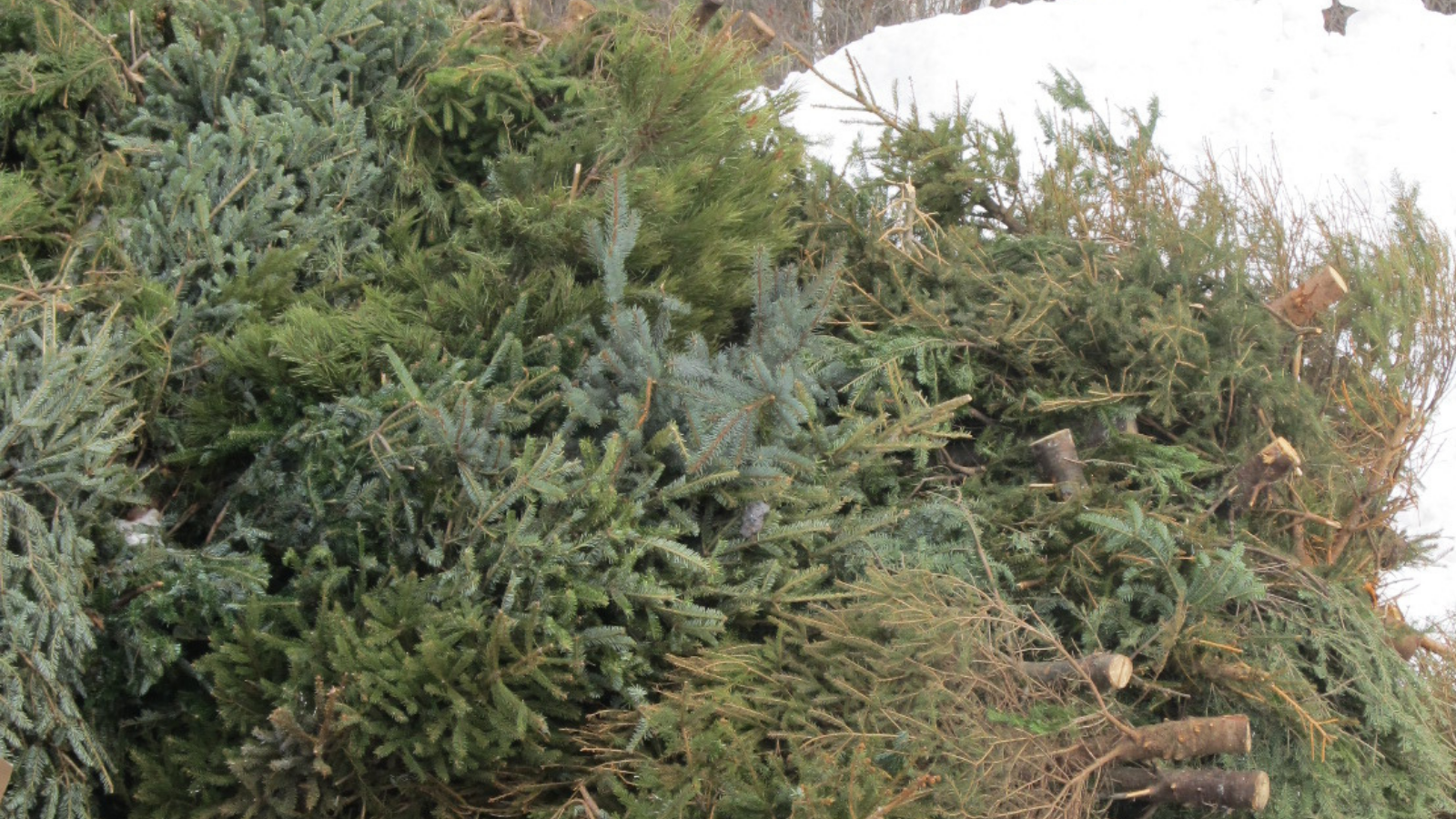 Christmas Tree Collection – Ottawa Valley Waste Recovery Centre (OVWRC)